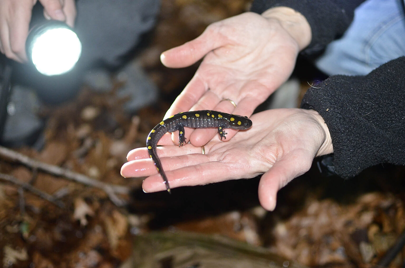 Vernal Pool Adventure at Babcock Ridge in North Stonington - Avalonia ...