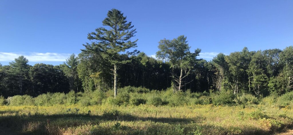 Early Emergent Habitat Management at Appleton Preserve (Bell Cedar ...