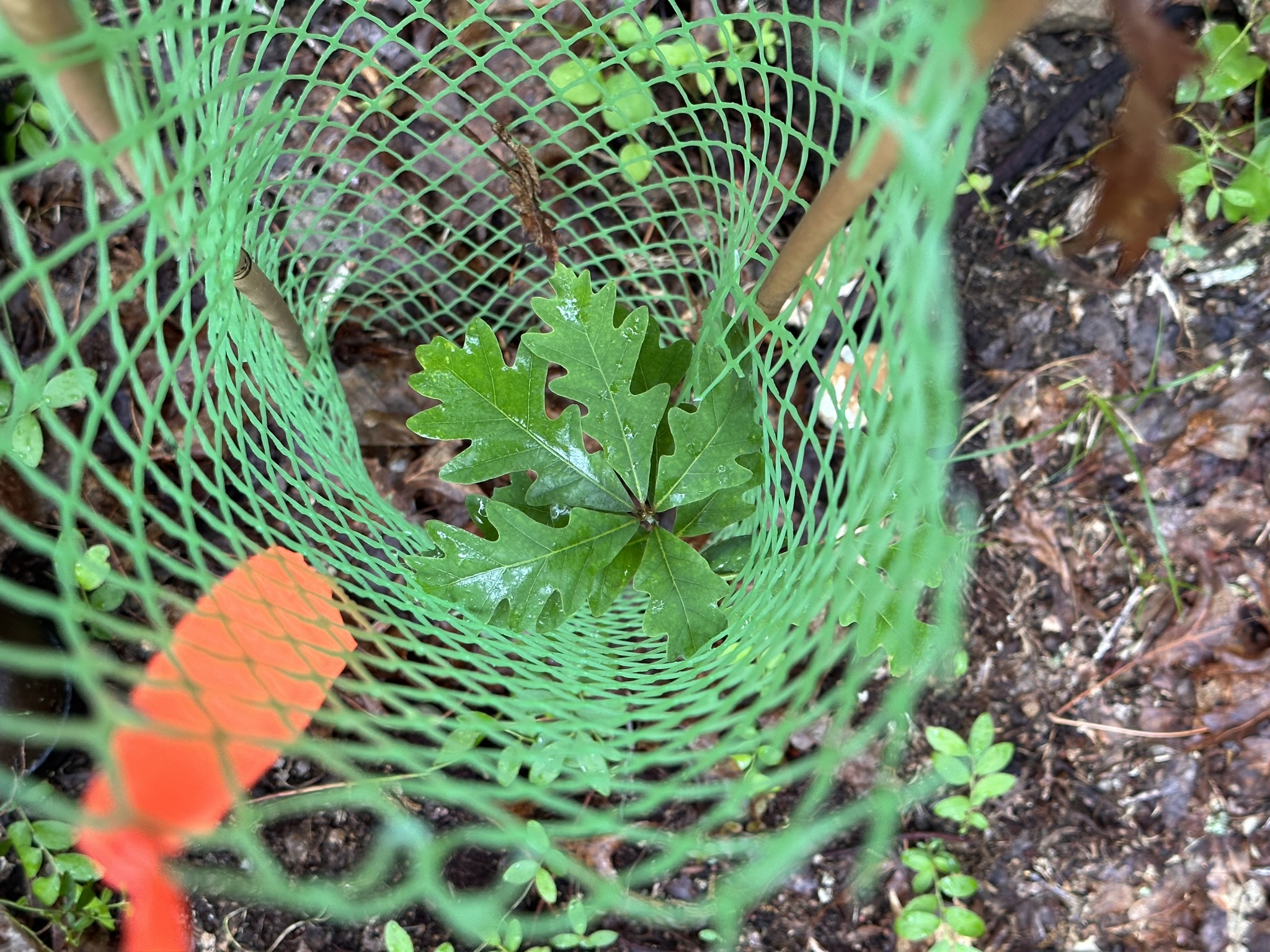 White and Red Oak Planting at the Herman E. Sheets Family Forest ...