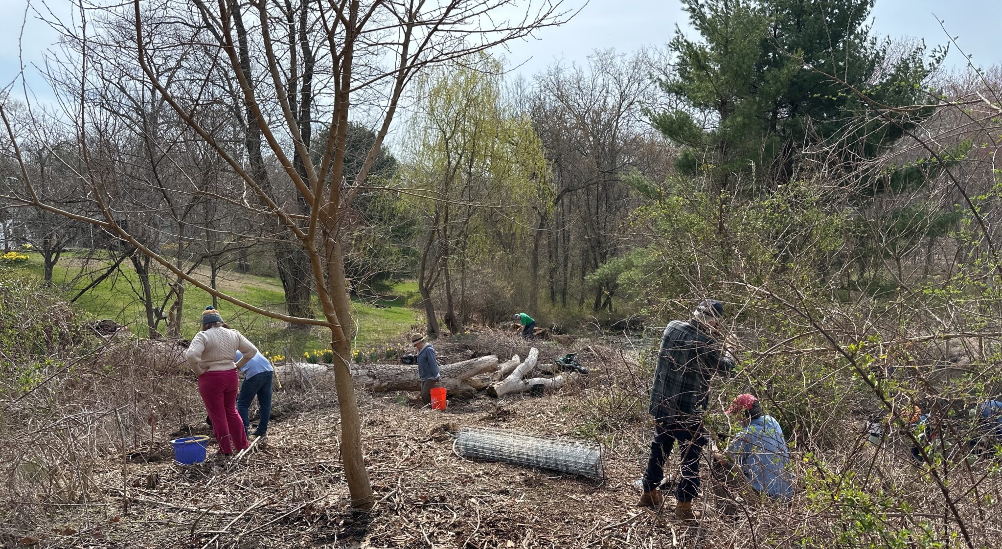 Chelsea Groton Savings Bank Funds Restoration of Native Trees and ...